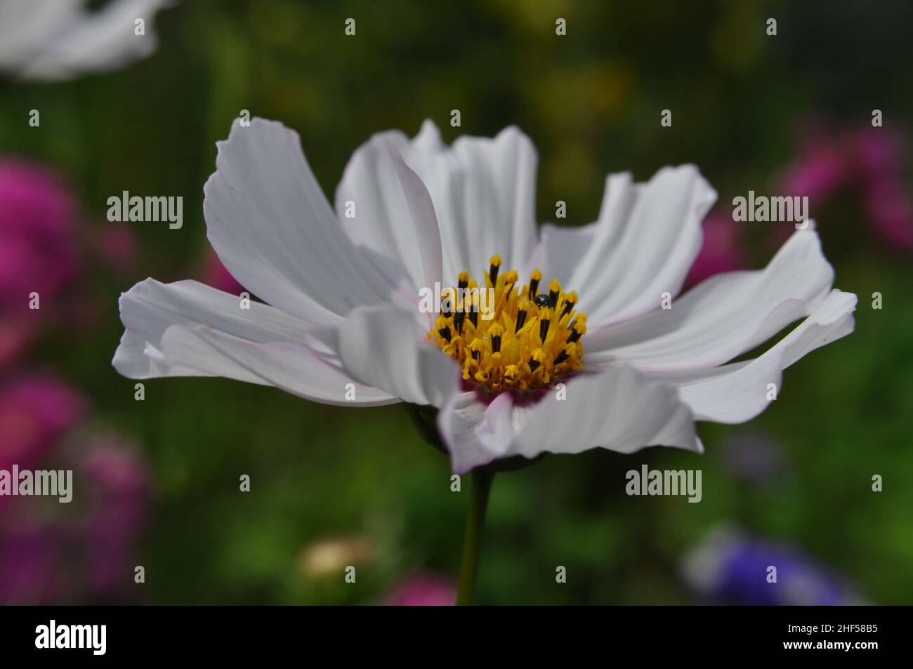 A single, opened cosmos flower with blurred garden background Stock ...