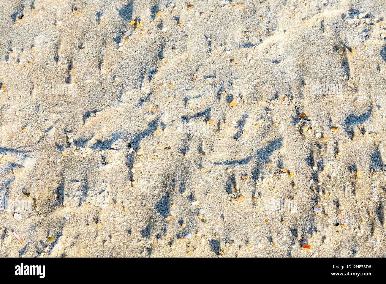 Clam cluster hi-res stock photography and images - Alamy