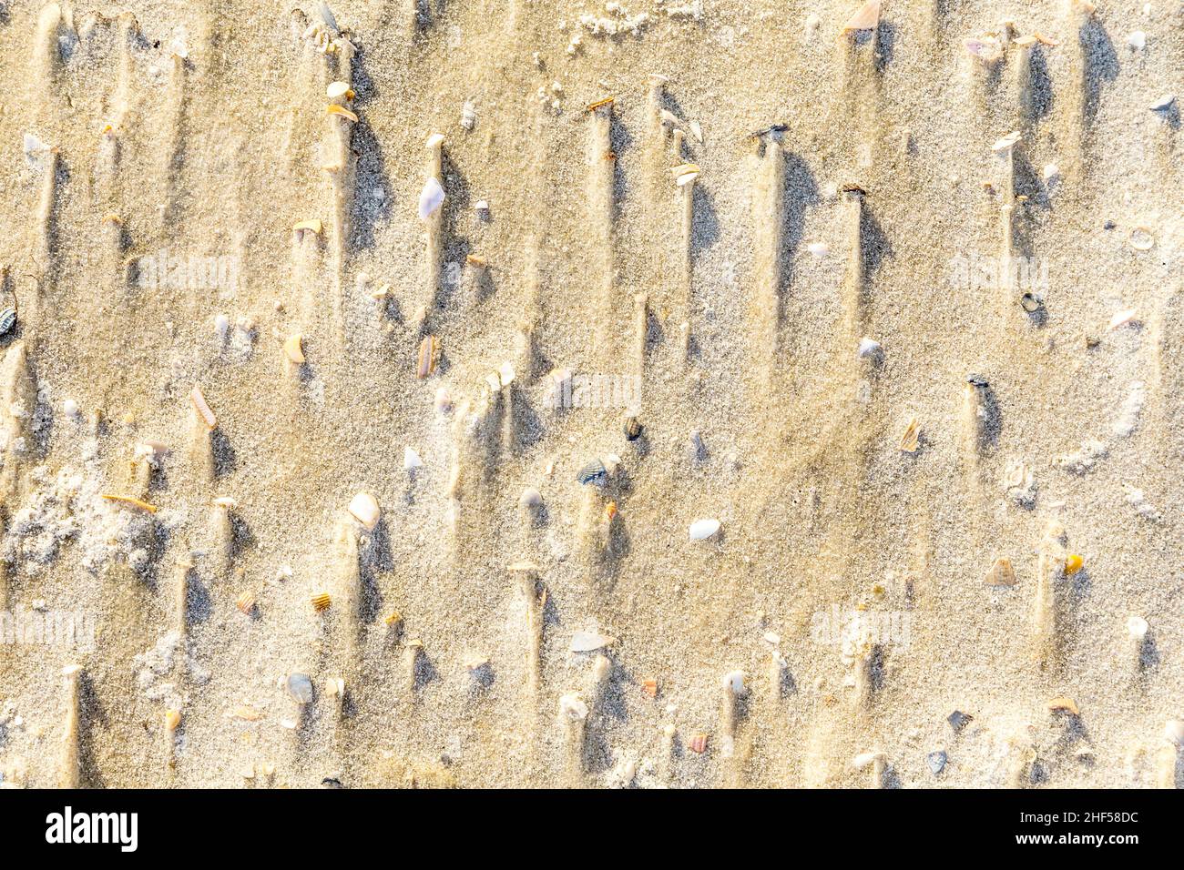 Clam cluster hi-res stock photography and images - Alamy