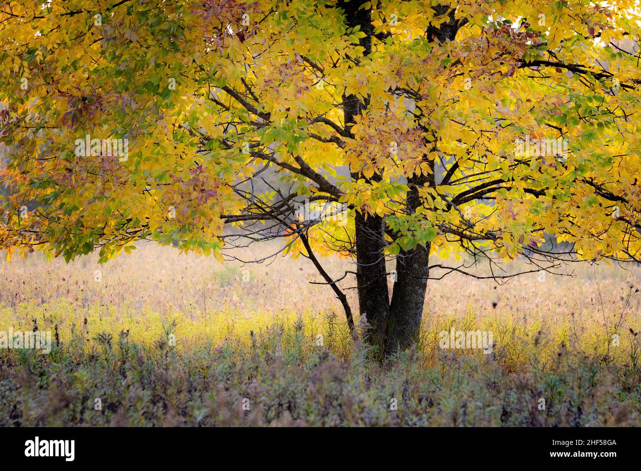 An example of the annual fall color display that happens each autumn in ...