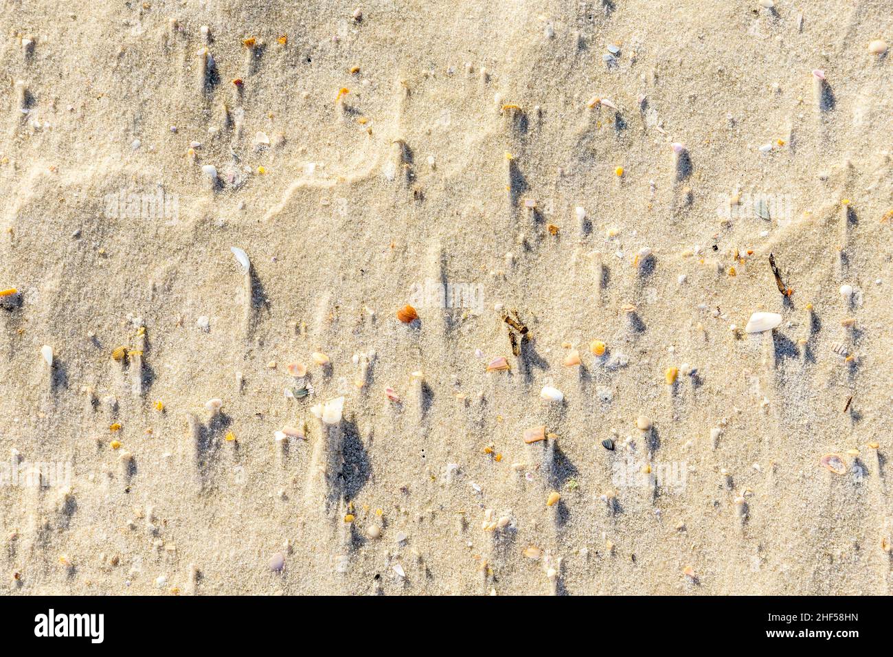 Clam Shell On The Sand At The Beach Stock Photo - Alamy