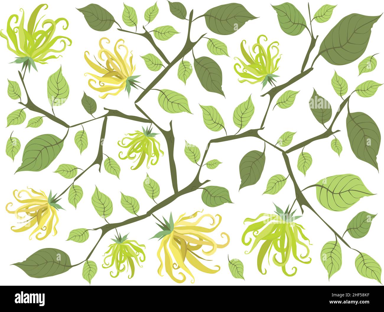 Beautiful Flower, Illustration of Yellow Color of Ylang-Ylang Flowers ...