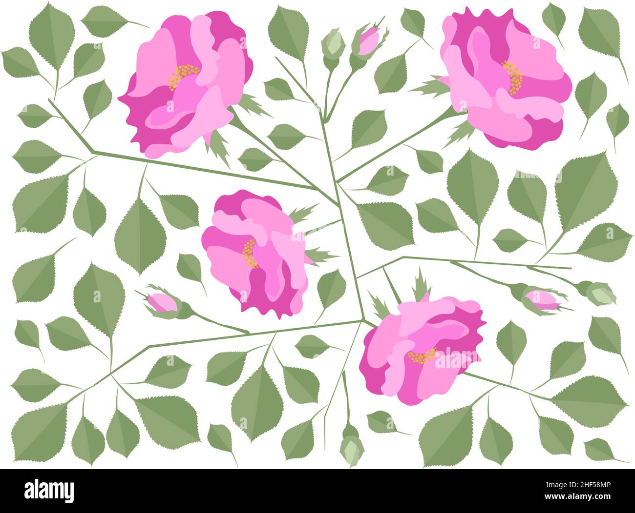 Beautiful Flower, Illustration of A Beautiful Pink Damask Roses ...