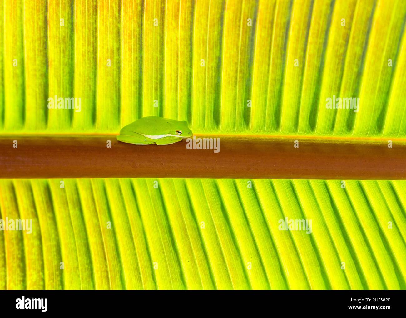 green frog sits at the palm tree and hides himself Stock Photo - Alamy
