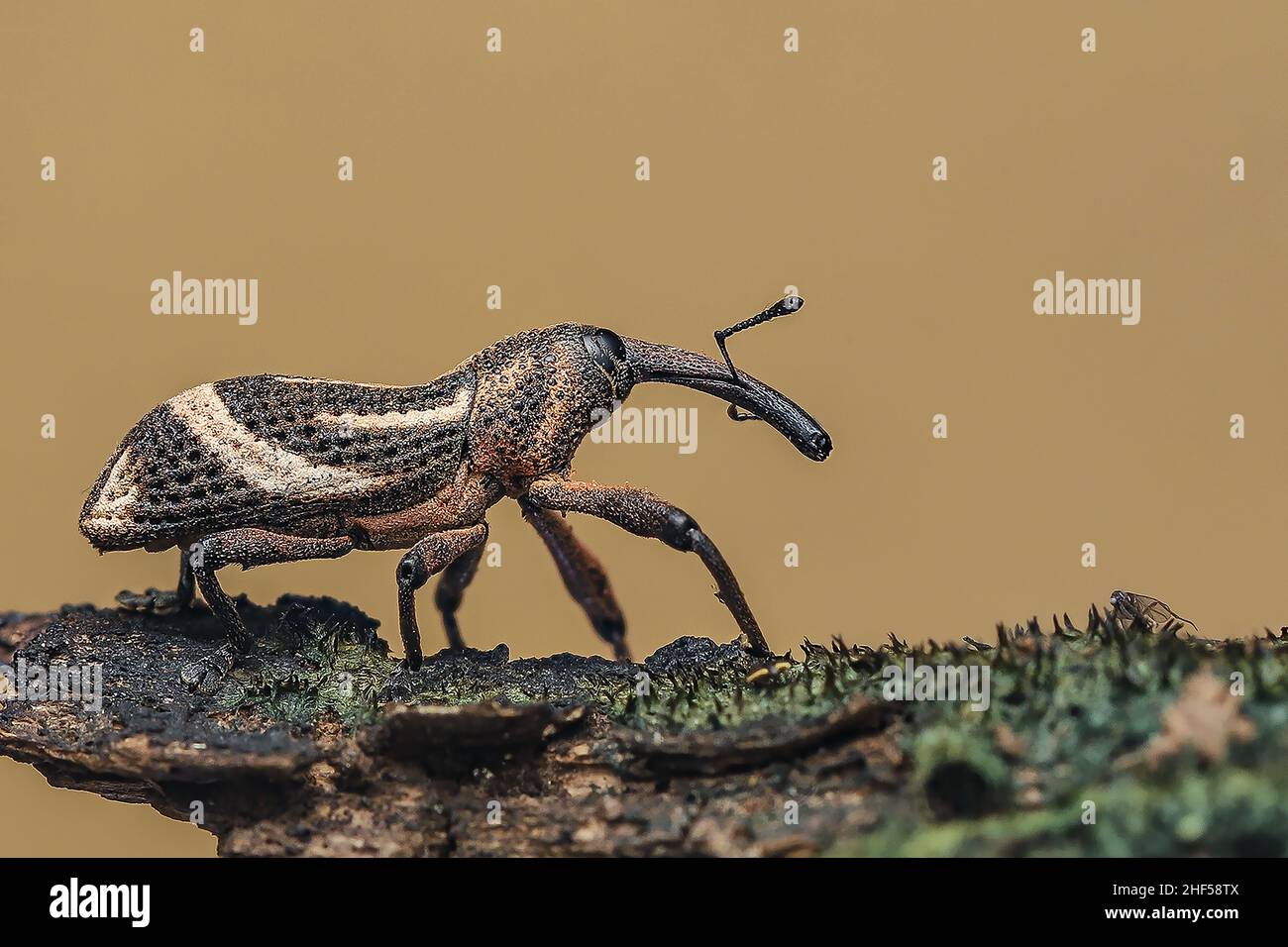 Hunter insects hi-res stock photography and images - Alamy