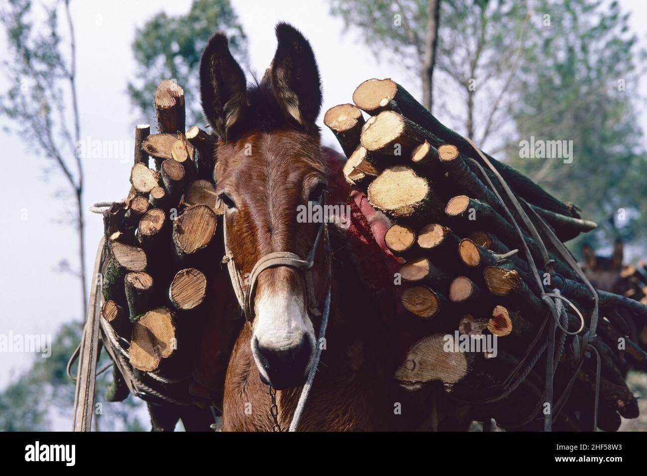 Saddle mule hi-res stock photography and images - Alamy