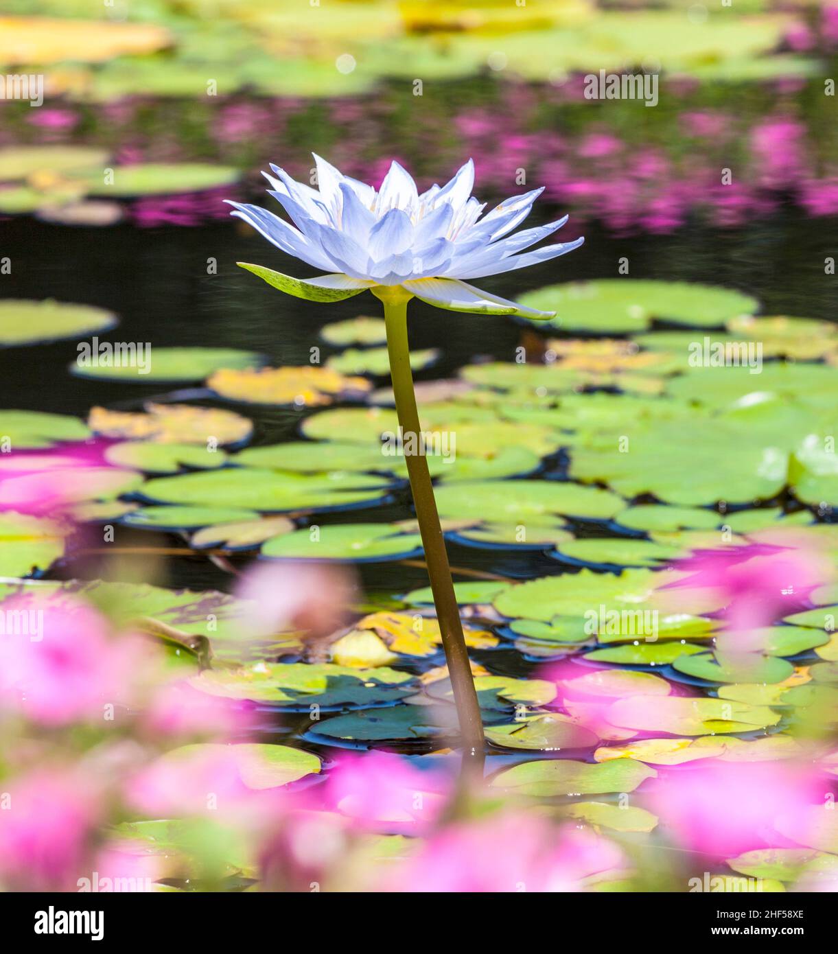 Lotus water plant hi-res stock photography and images - Alamy