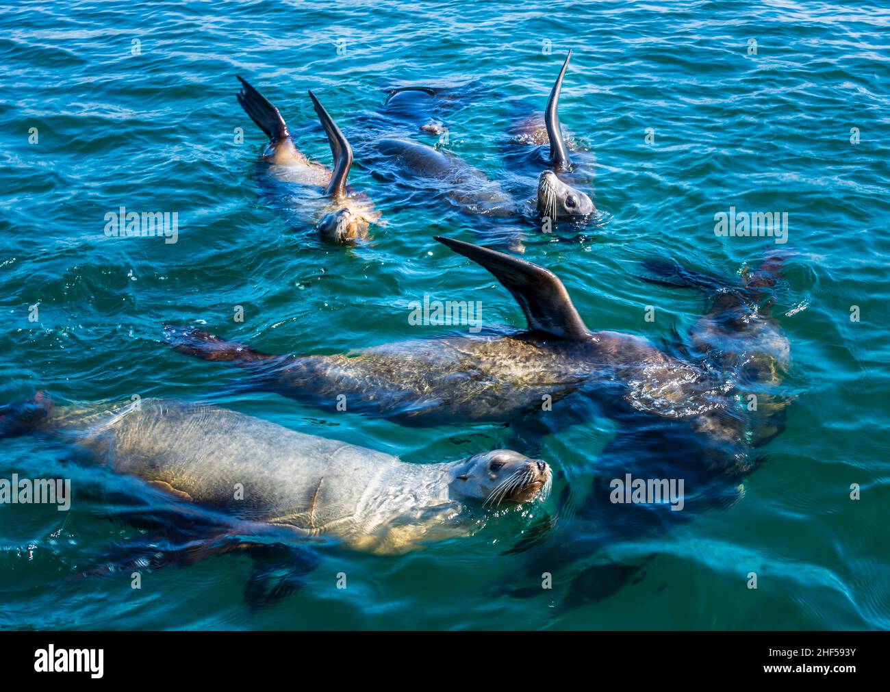 Seal migration hi-res stock photography and images - Alamy