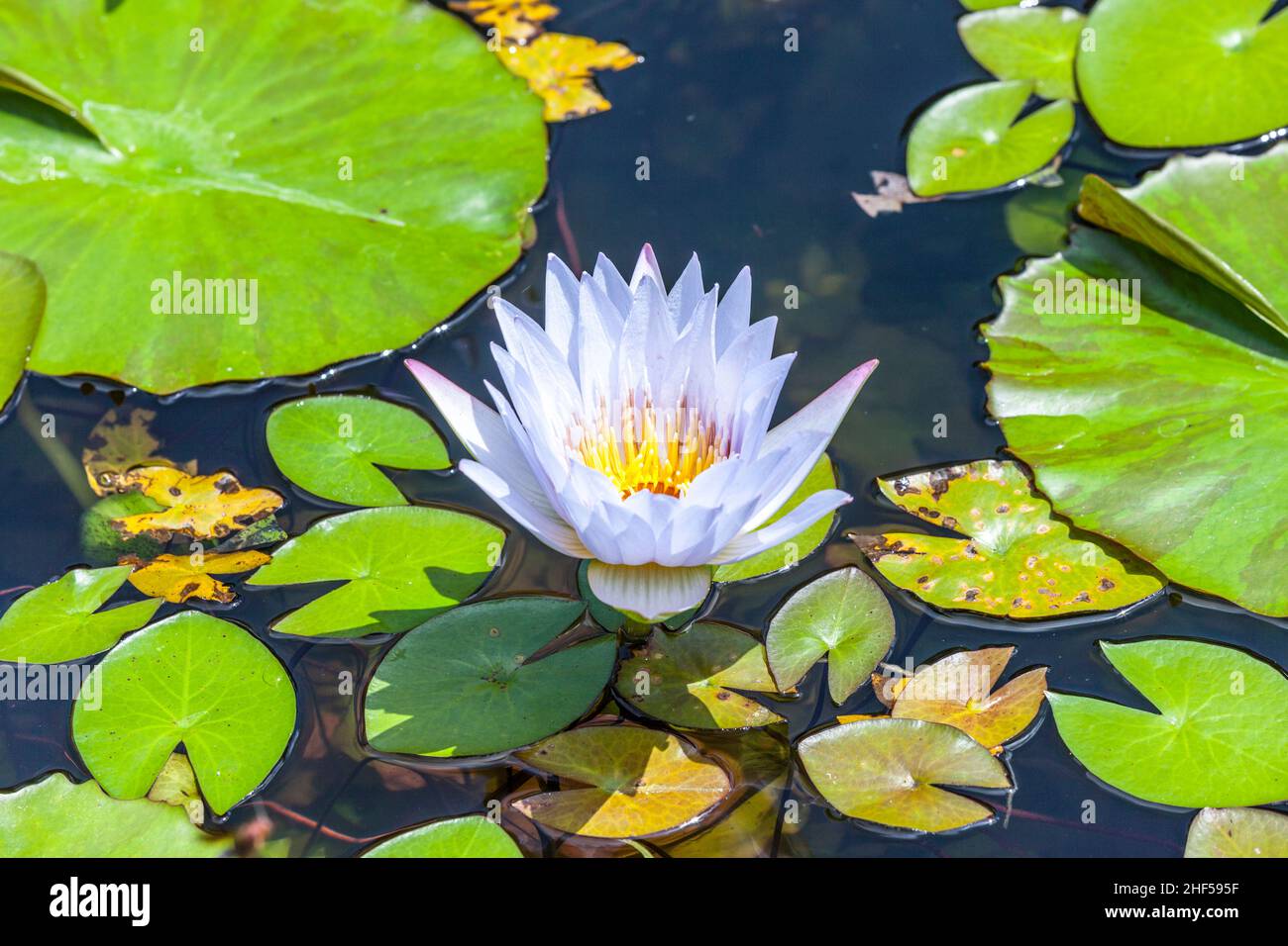 Beautiful Pink Lotus, water plant in a pond Stock Photo - Alamy