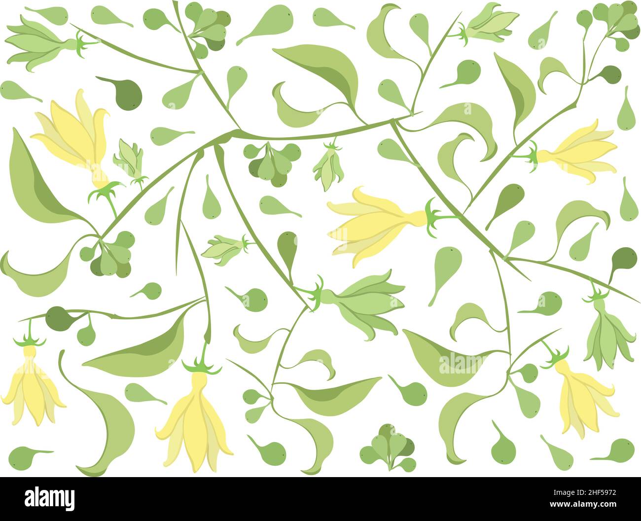 Climbing ilang ilang hi-res stock photography and images - Alamy