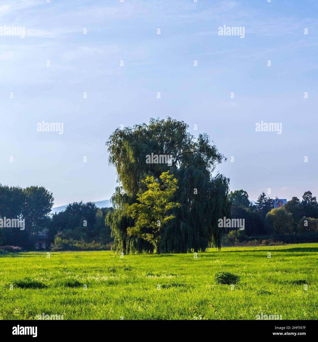 Willow tree branches against the blue sky hi-res stock photography and ...