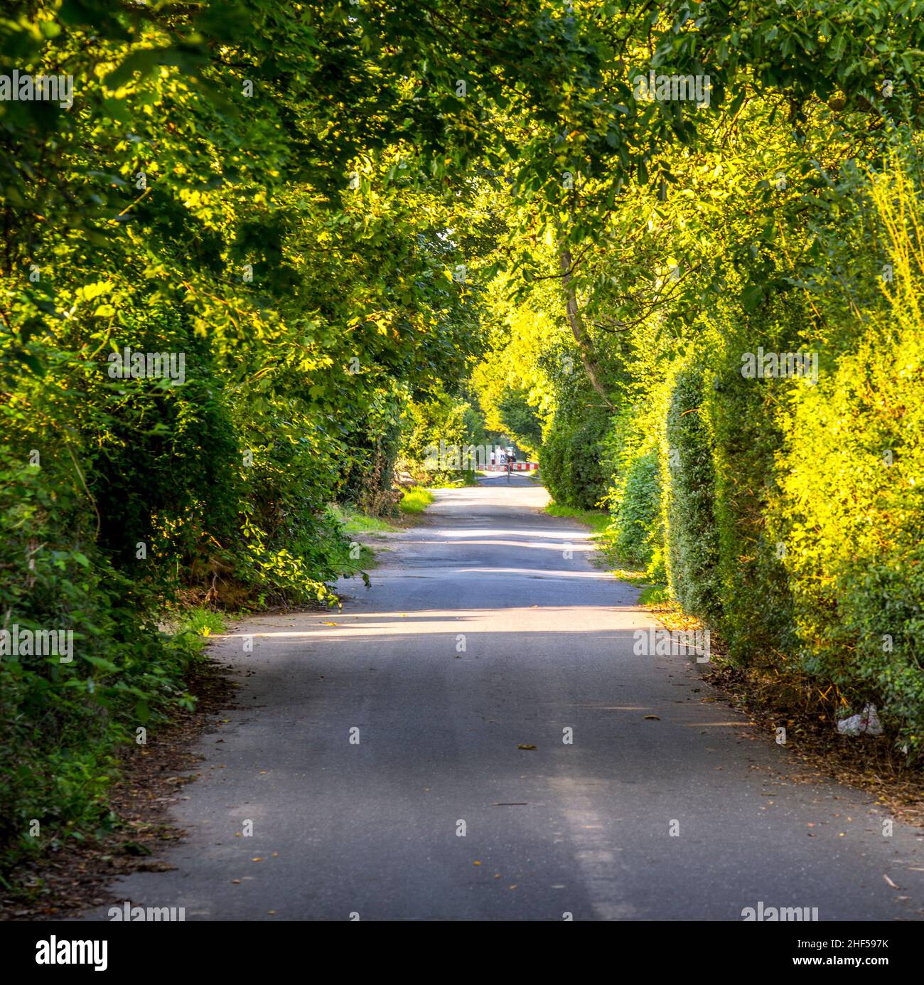 Large grey willow tree hi-res stock photography and images - Alamy