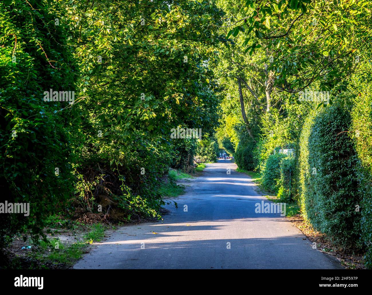 empty grey alley with large green trees Stock Photo - Alamy
