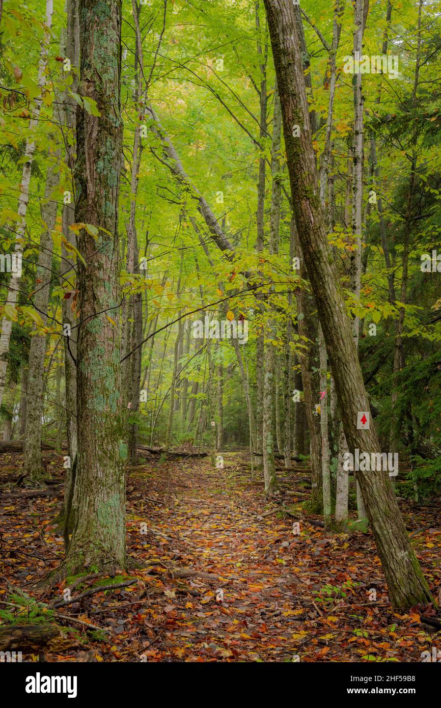 An example of the annual fall color display that happens each autumn in ...