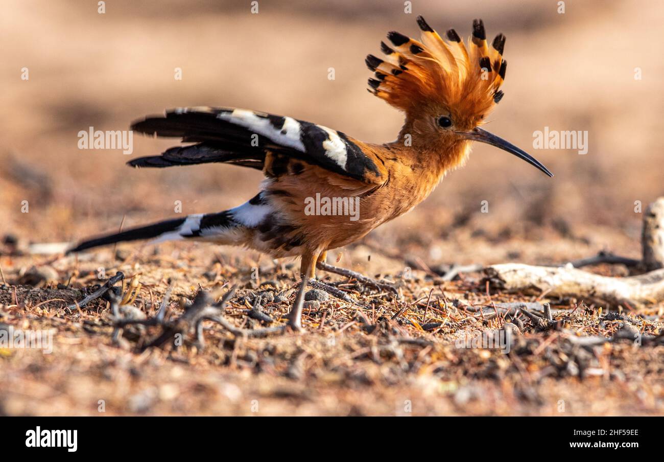 African Hoopoe in the Kgalagadi Stock Photo - Alamy