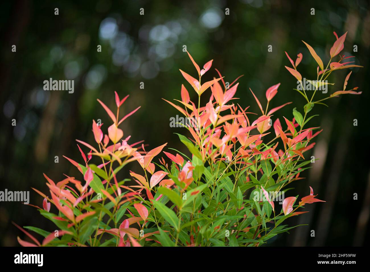 Young shoots of a hedge plant Stock Photo - Alamy