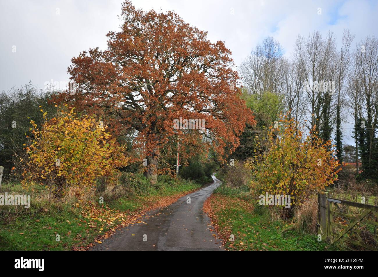An autumn lane at Lower Southrepps, north Norfolk, England, UK Stock ...
