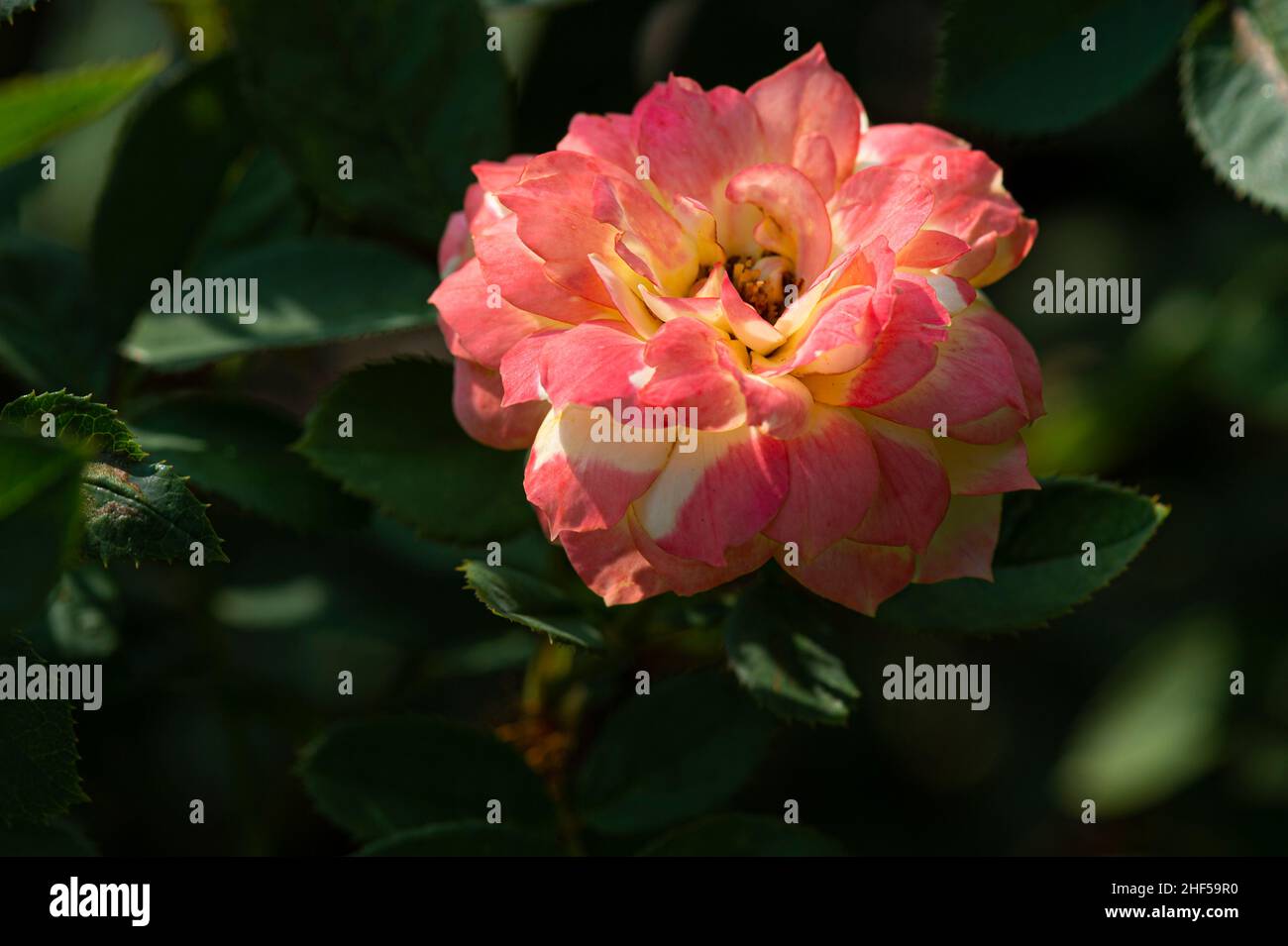 Roses in the park in Ho Chi Minh City Stock Photo - Alamy