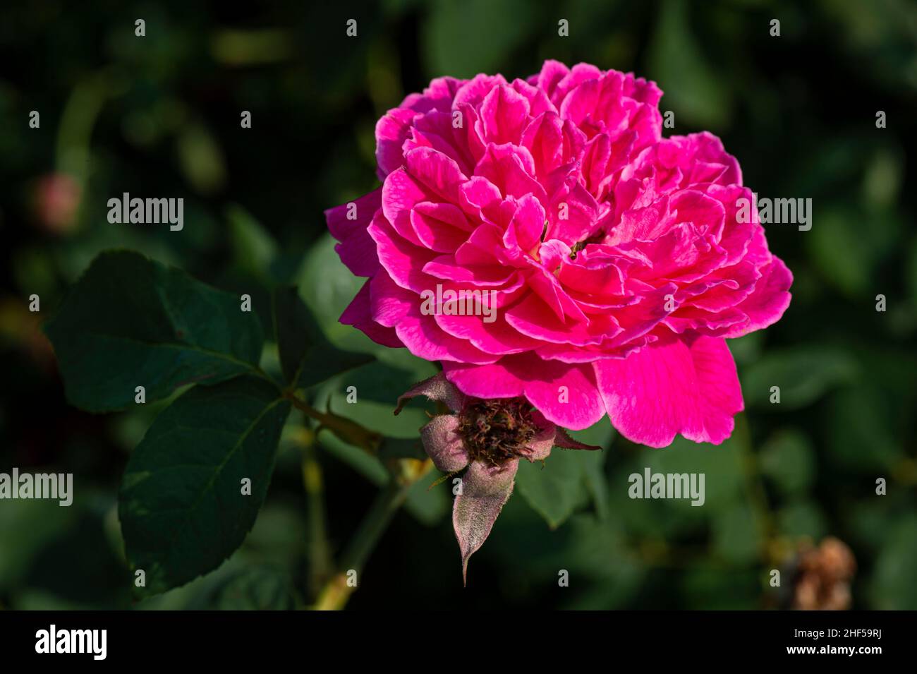 Roses in the park in Ho Chi Minh City Stock Photo - Alamy