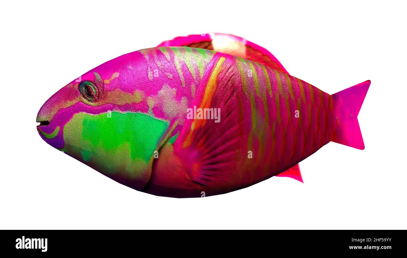 3D rendering of a red tropical saltwater fish isolated on white ...
