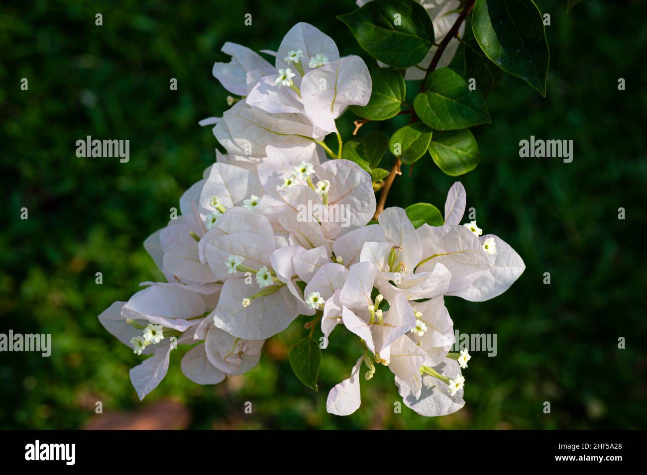 confetti, woody plant, shrub or tree with thorns Stock Photo - Alamy