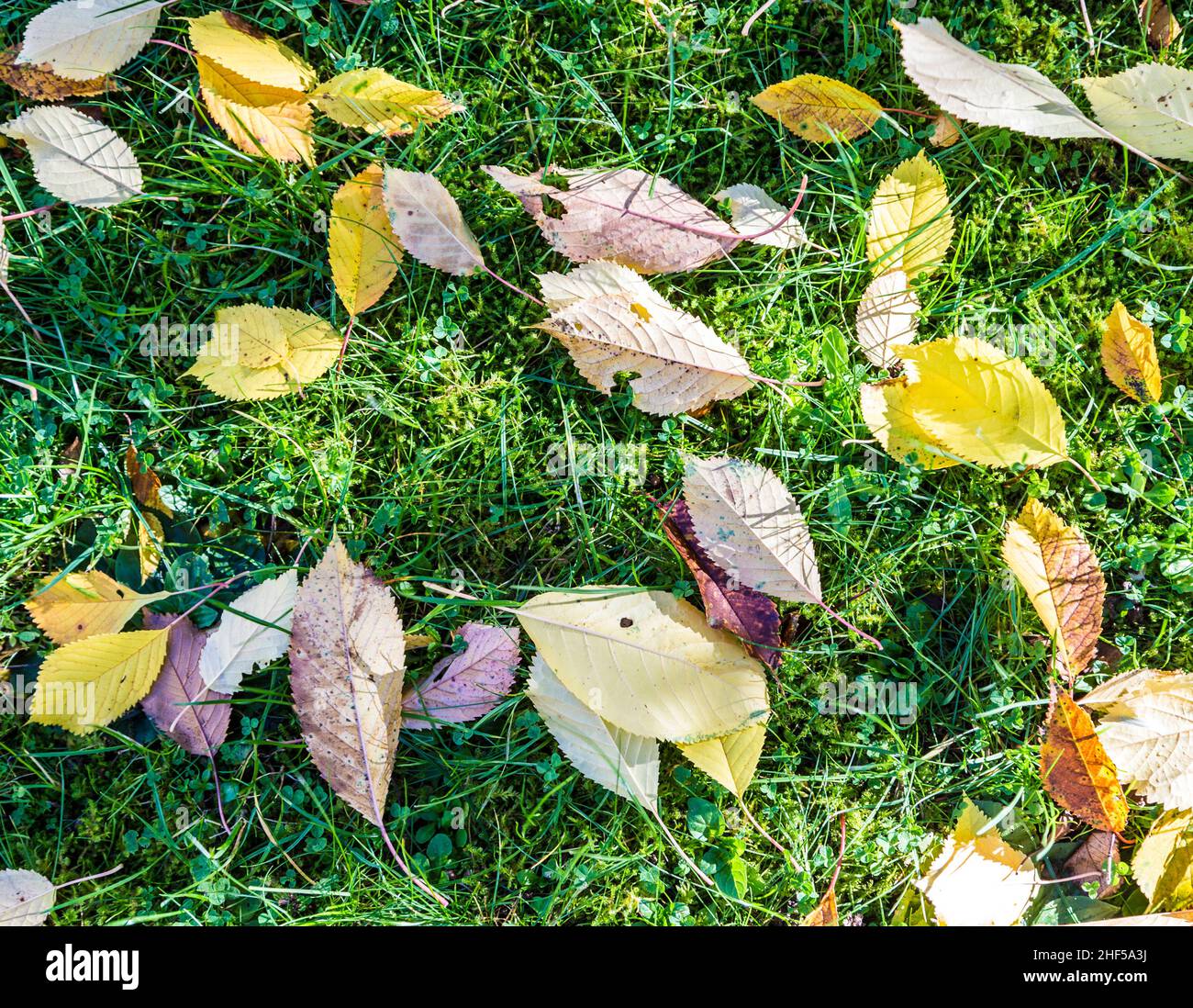 colorful fallen leaves lying in the green grass Stock Photo - Alamy