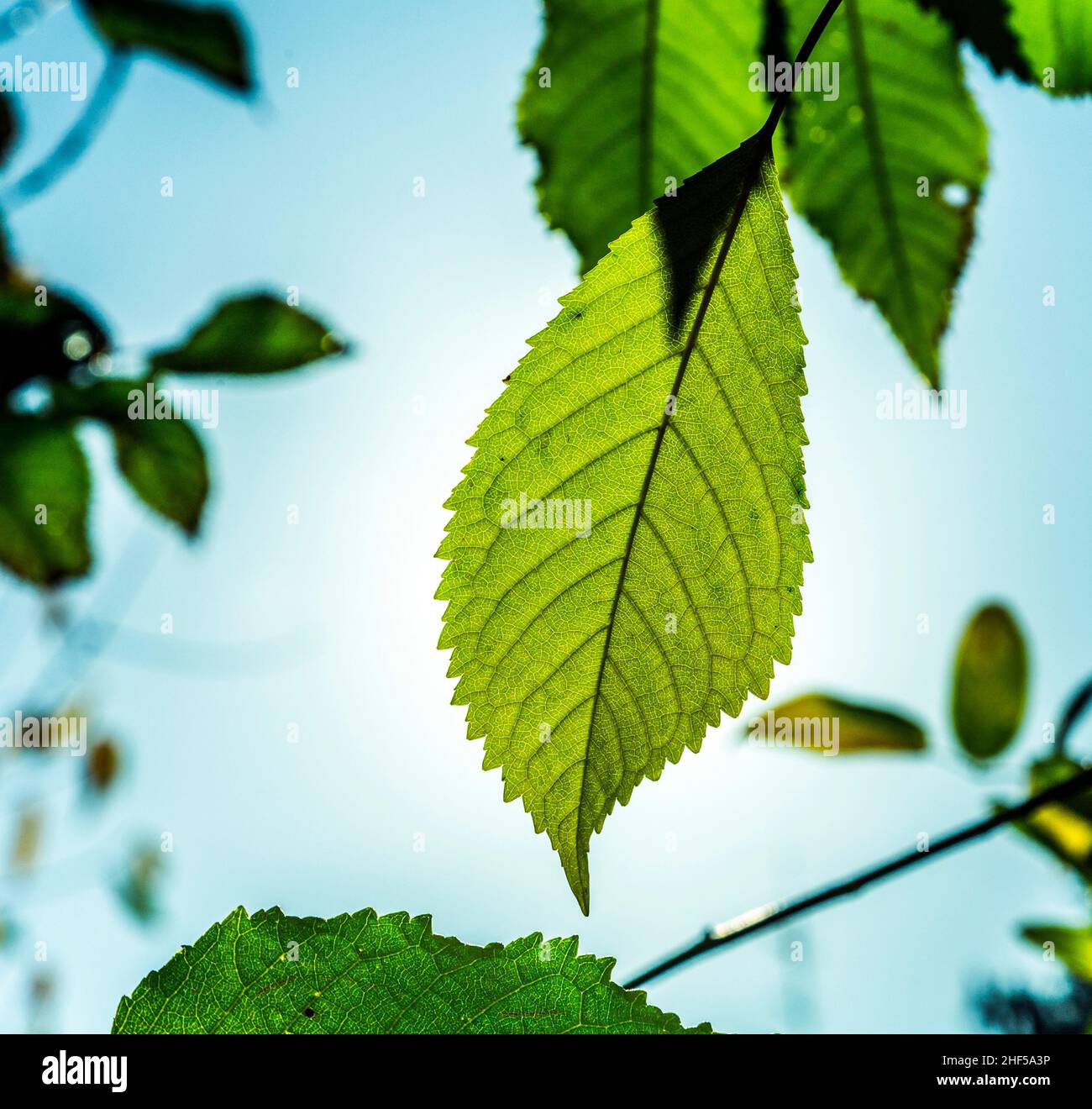 green leaves with sun in detail Stock Photo - Alamy