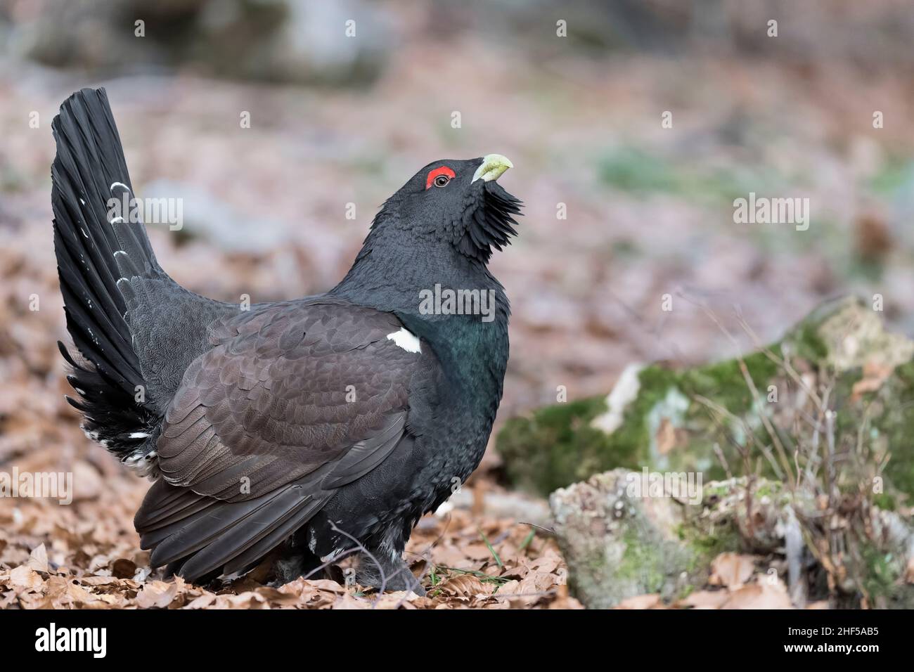 The largest bird of all extant grouse species, fine art portrait of ...