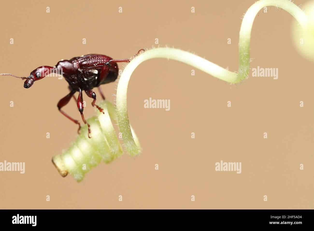 Close-up beauty of tiny insects Stock Photo - Alamy