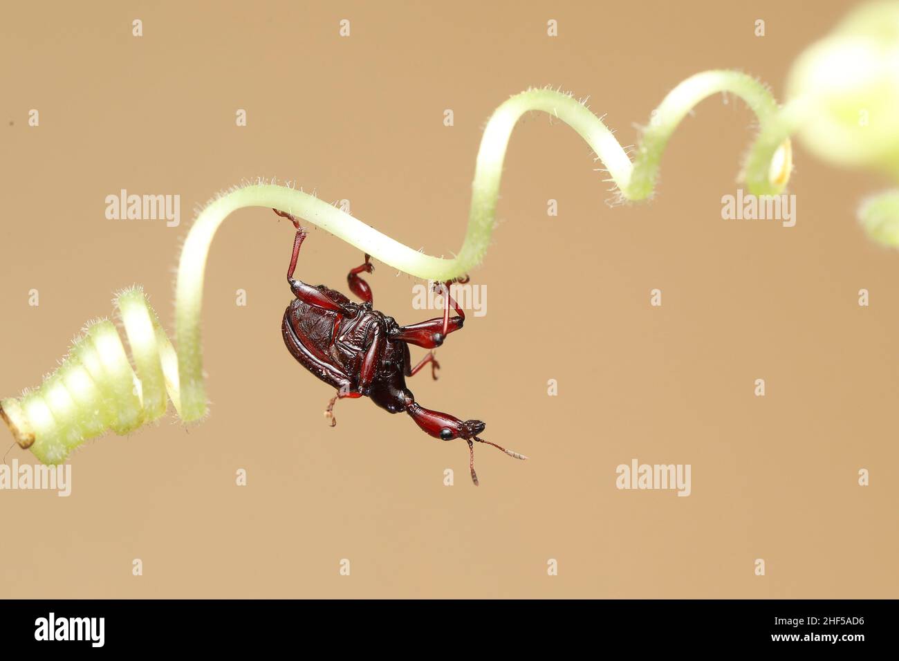 Close-up beauty of tiny insects Stock Photo - Alamy