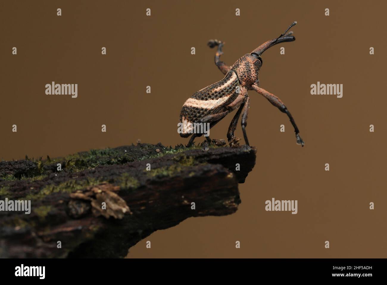 Close-up beauty of tiny insects Stock Photo - Alamy