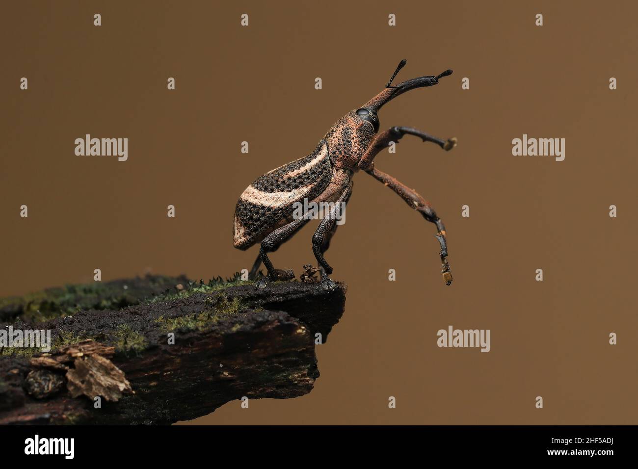 Close-up beauty of tiny insects Stock Photo - Alamy