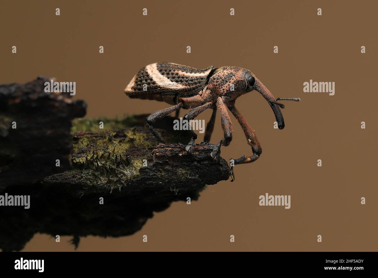 Close-up beauty of tiny insects Stock Photo - Alamy