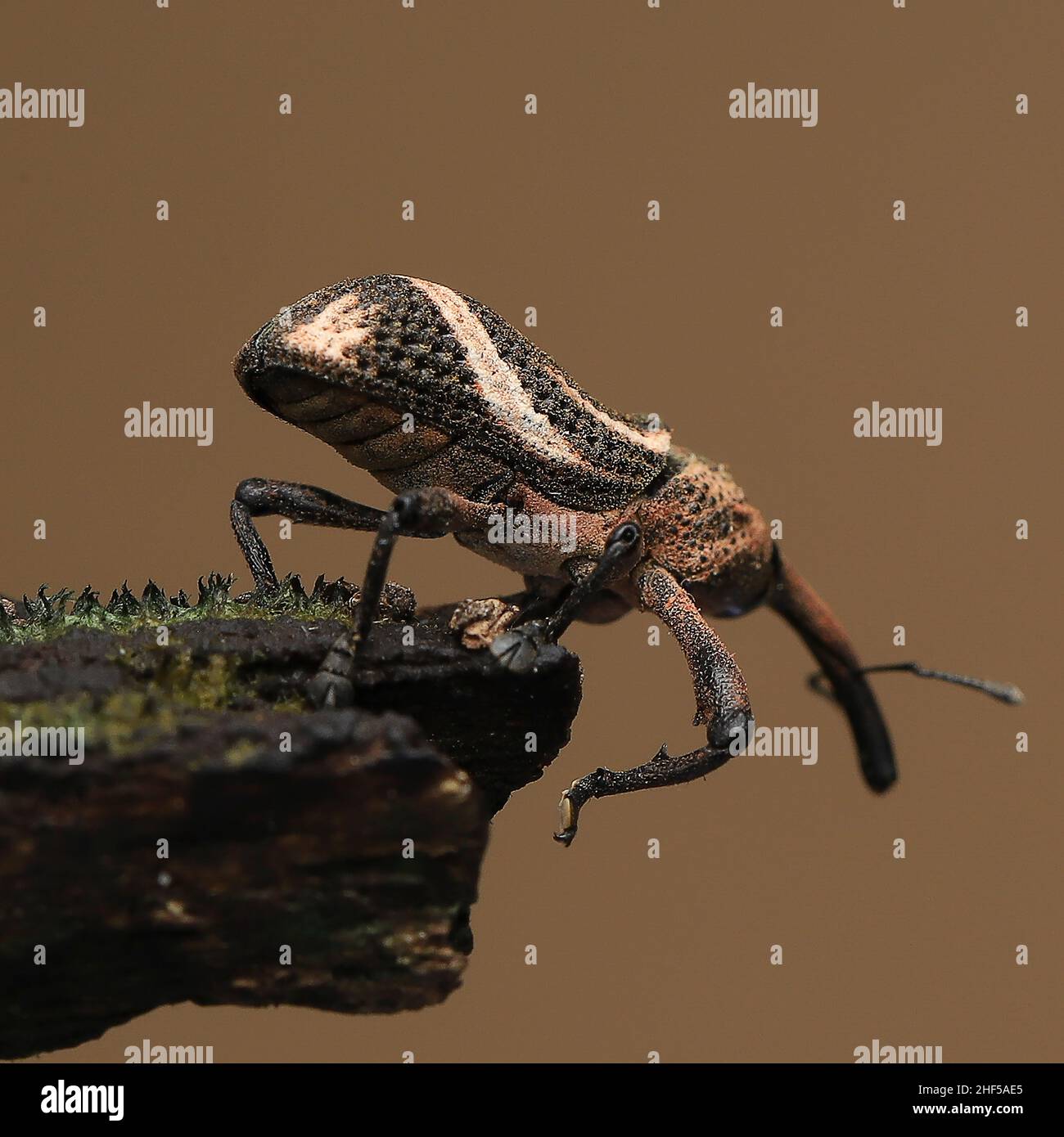 Close-up beauty of tiny insects Stock Photo - Alamy