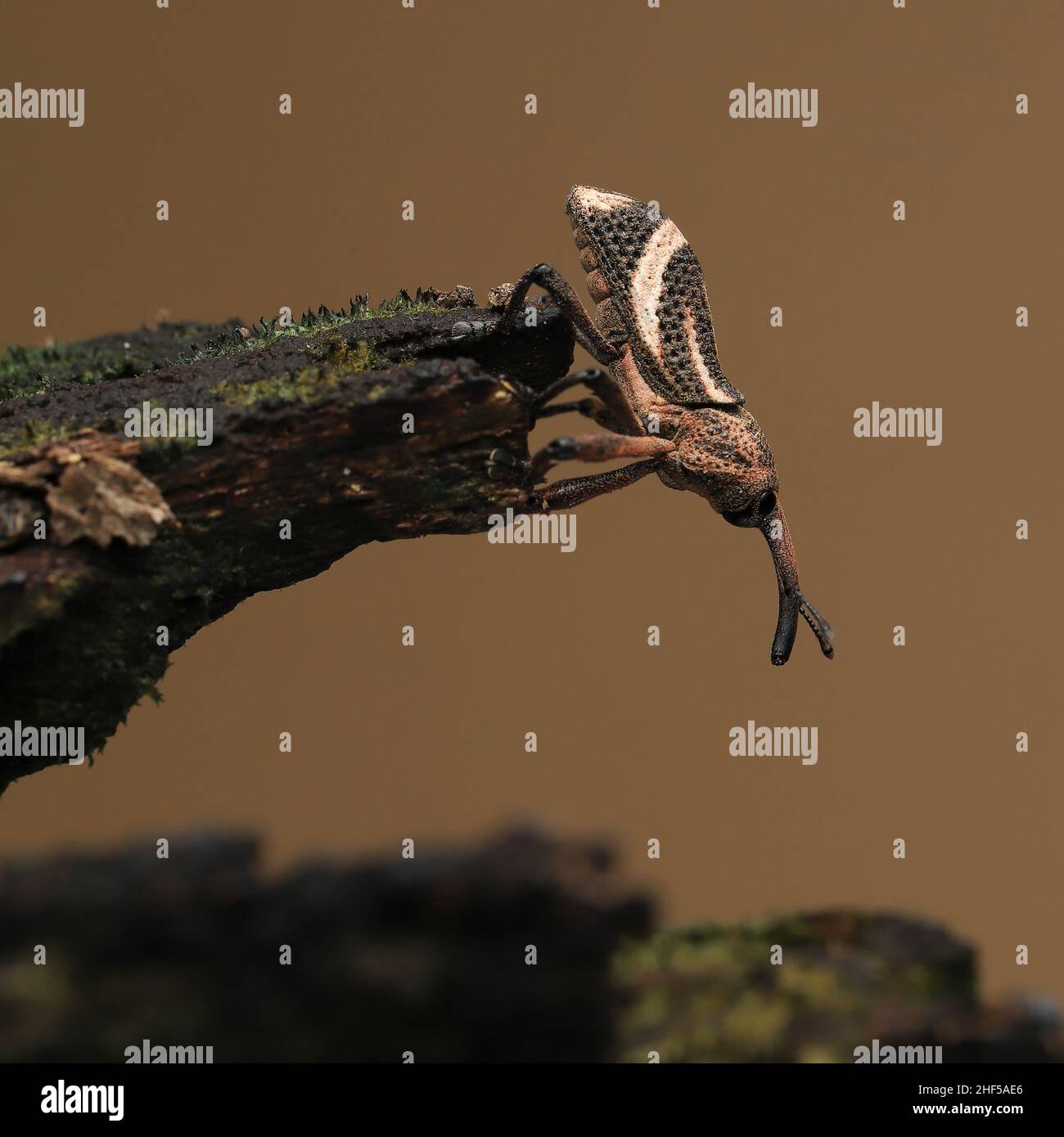 Close-up beauty of tiny insects Stock Photo - Alamy