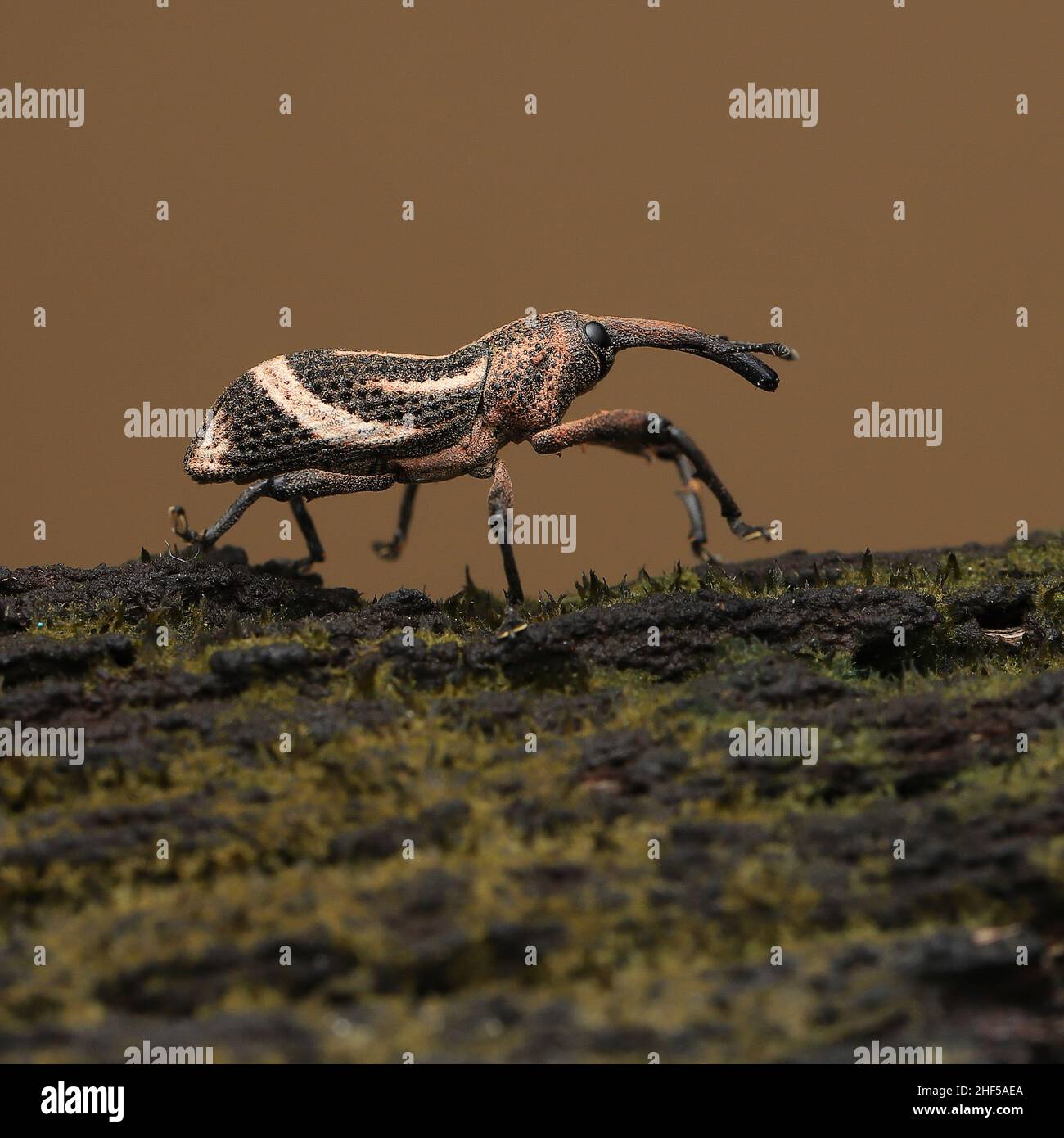Close-up beauty of tiny insects Stock Photo - Alamy