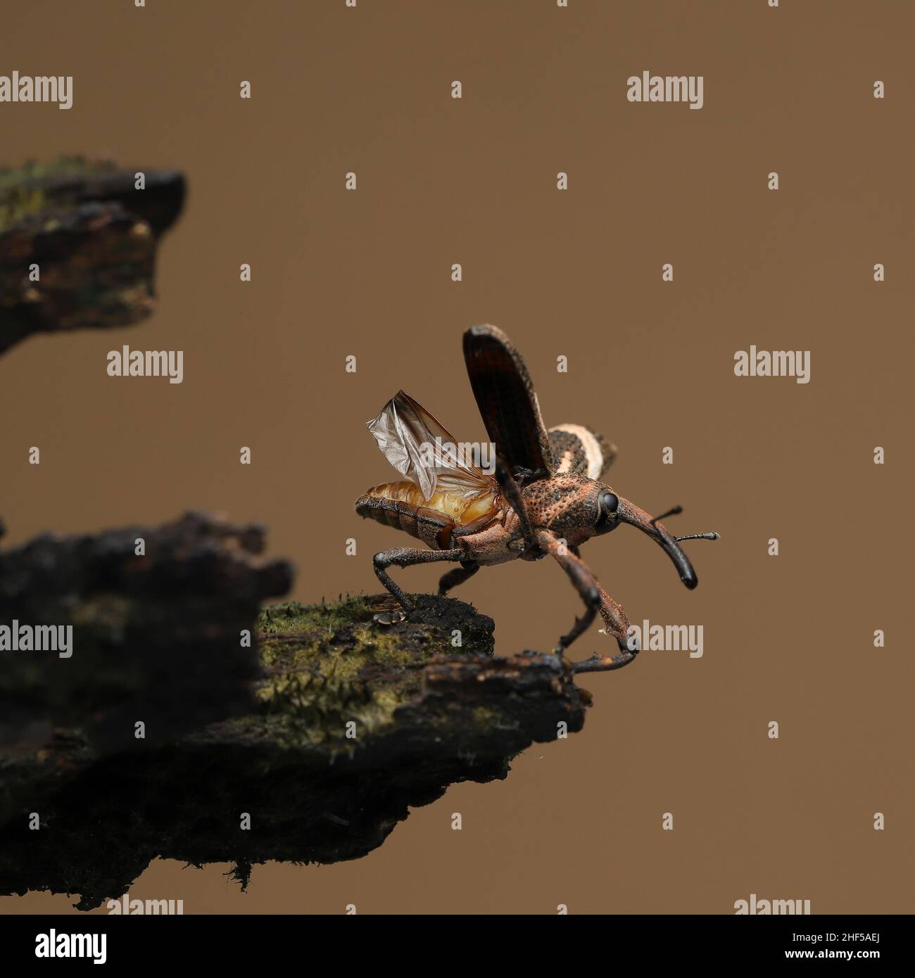 Close-up beauty of tiny insects Stock Photo - Alamy