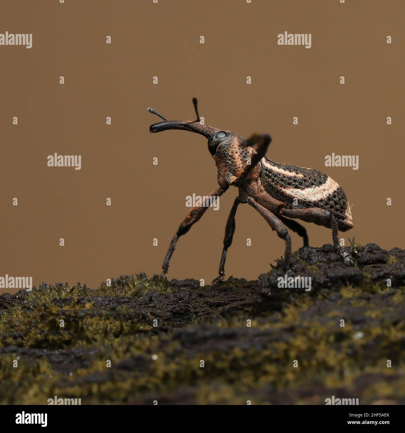 Close-up beauty of tiny insects Stock Photo - Alamy