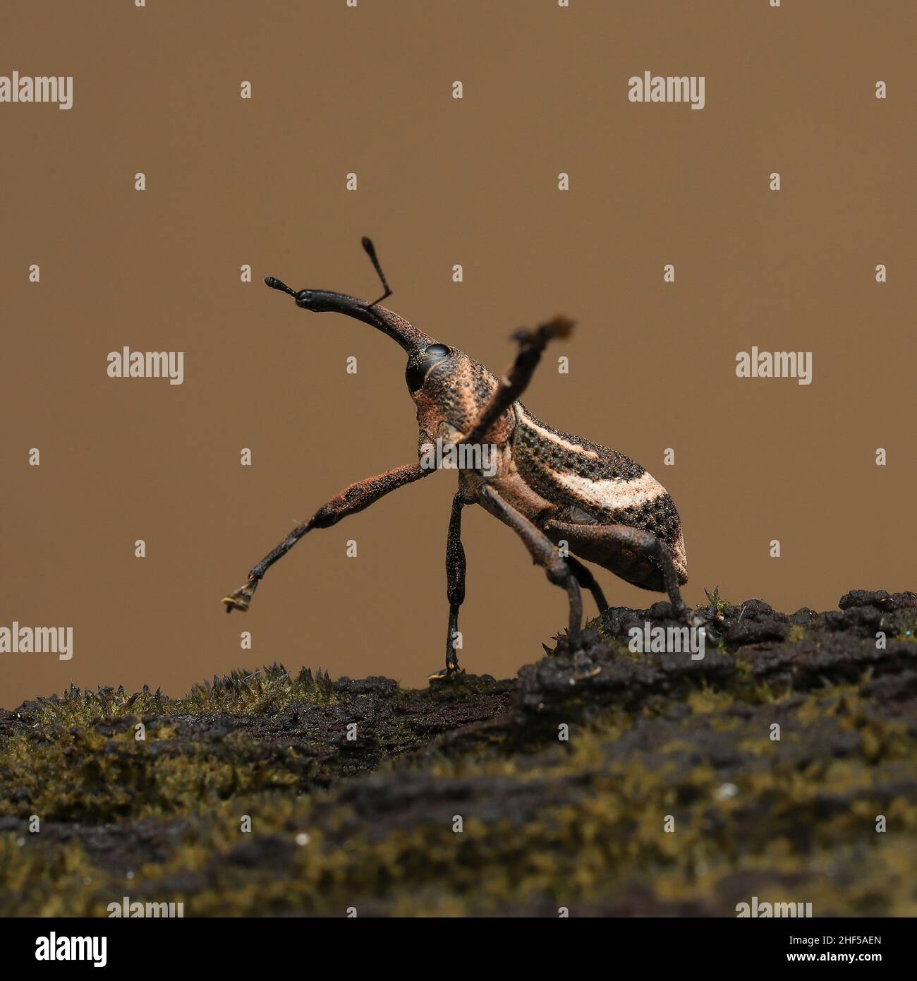 Close-up beauty of tiny insects Stock Photo - Alamy