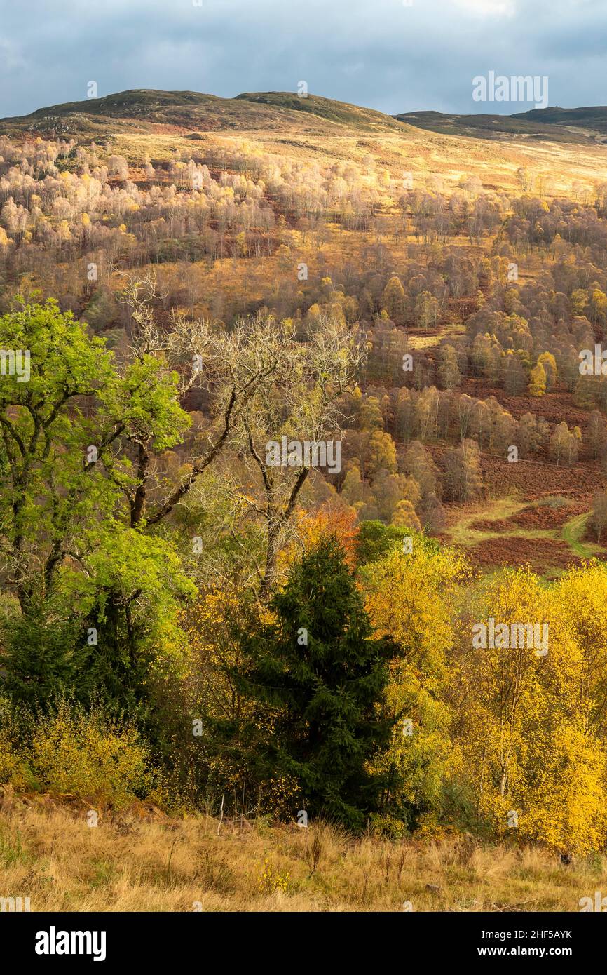 Autumn Trees, River Tummel valley, Pitlochry, Perthshire, Scotland ...