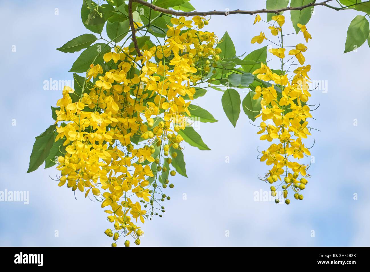 Canary is the national flower of Thailand Stock Photo - Alamy
