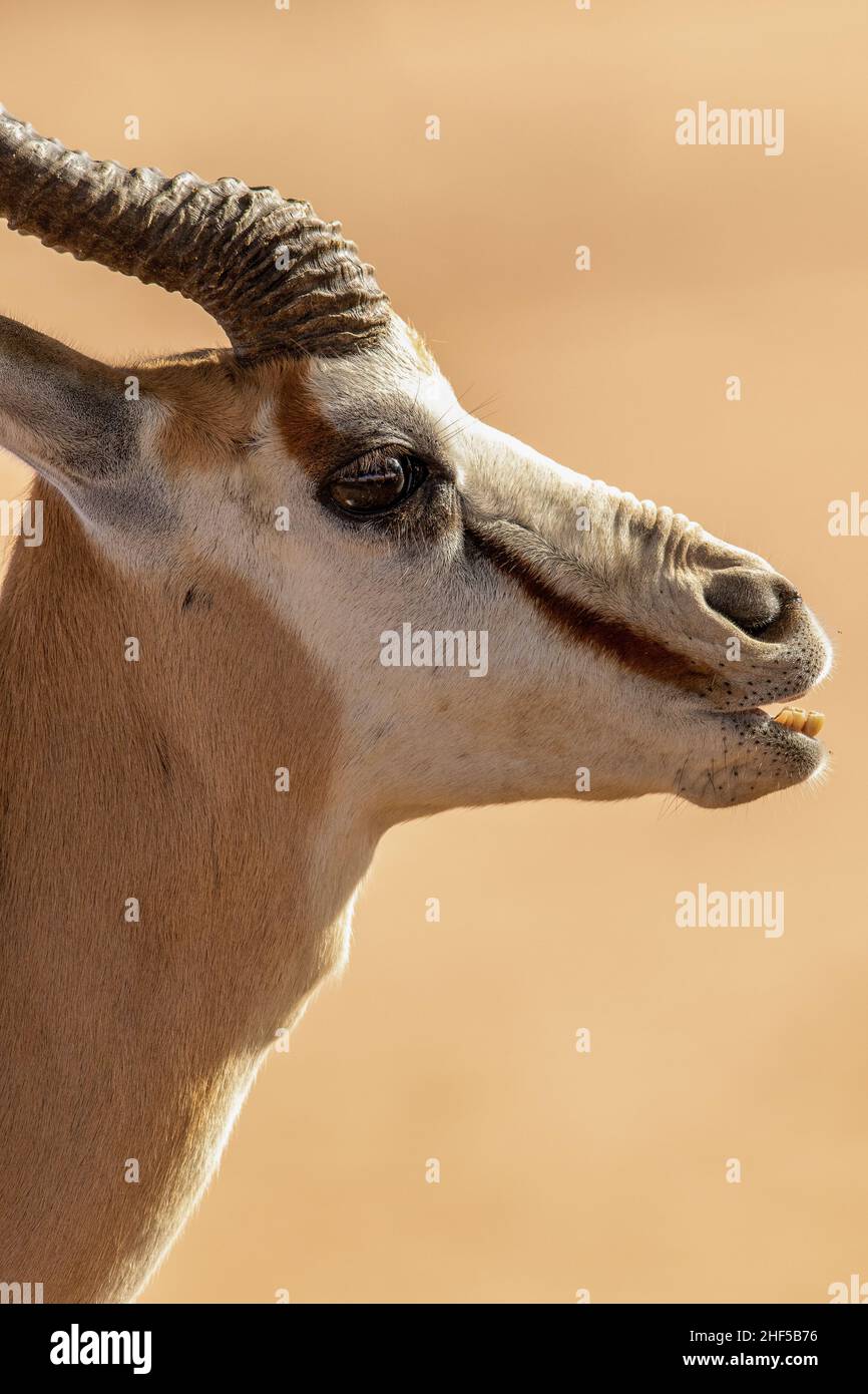Springbok Ram in the Kgalagadi Stock Photo - Alamy