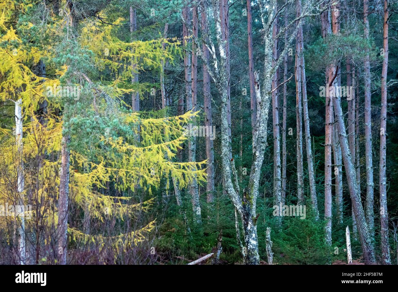 Autumn Larch and Birch Trunks, Glen Cannich, Highlands Scotland Stock ...