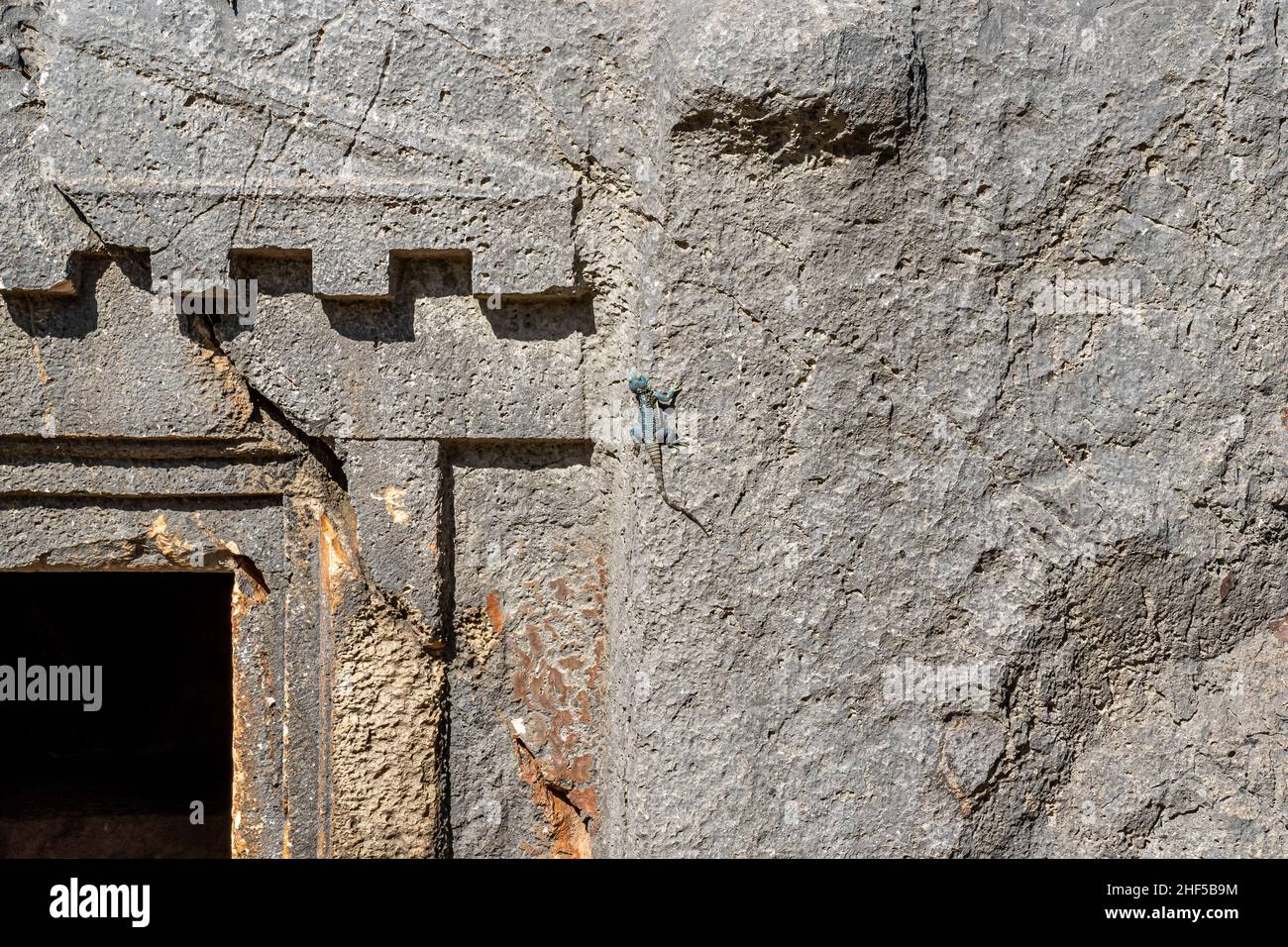 blue lizard basking in the sun sitting on the wall of ancient stone-cut ...