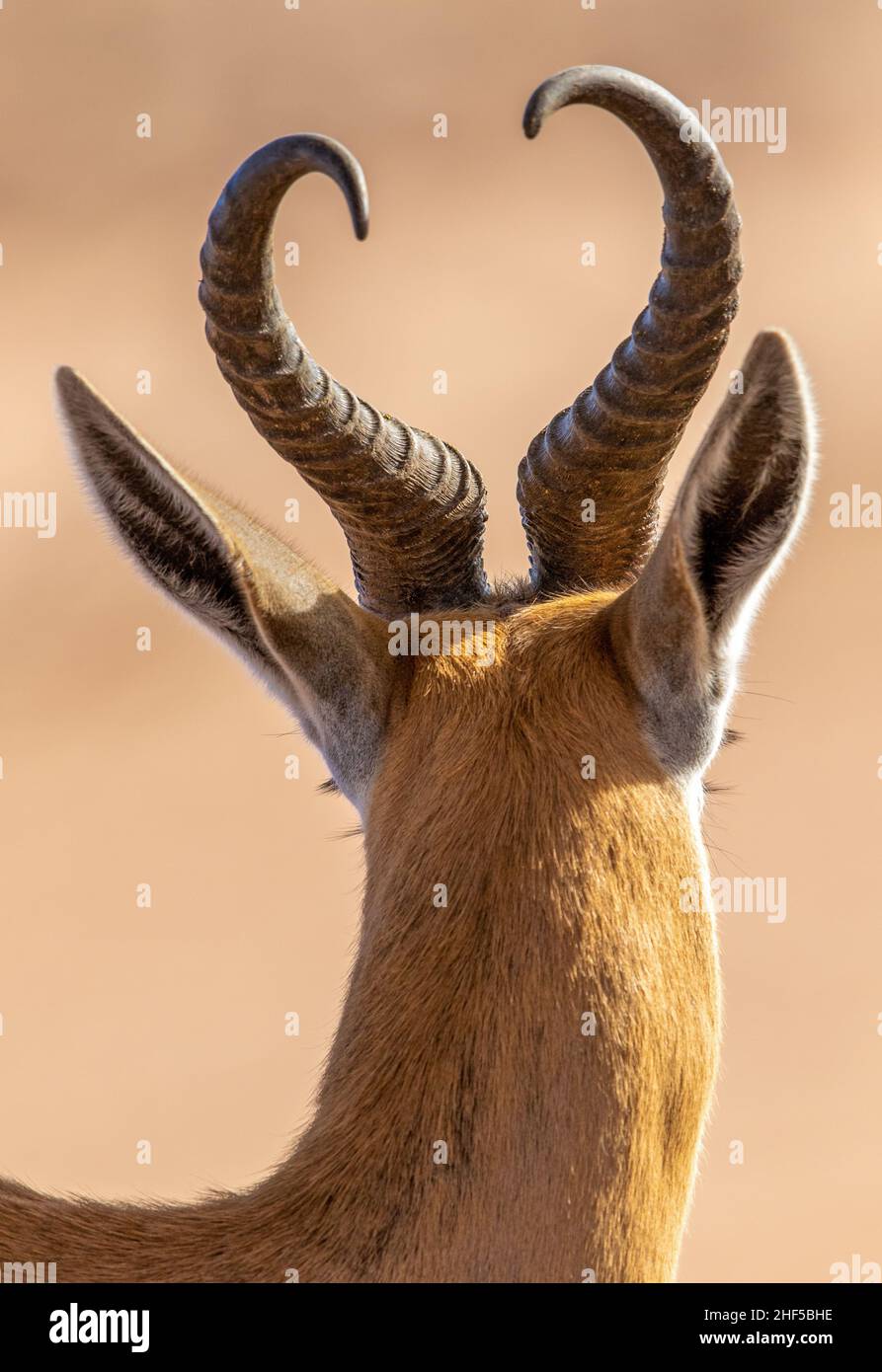 Springbok Ram in the Kgalagadi Stock Photo - Alamy