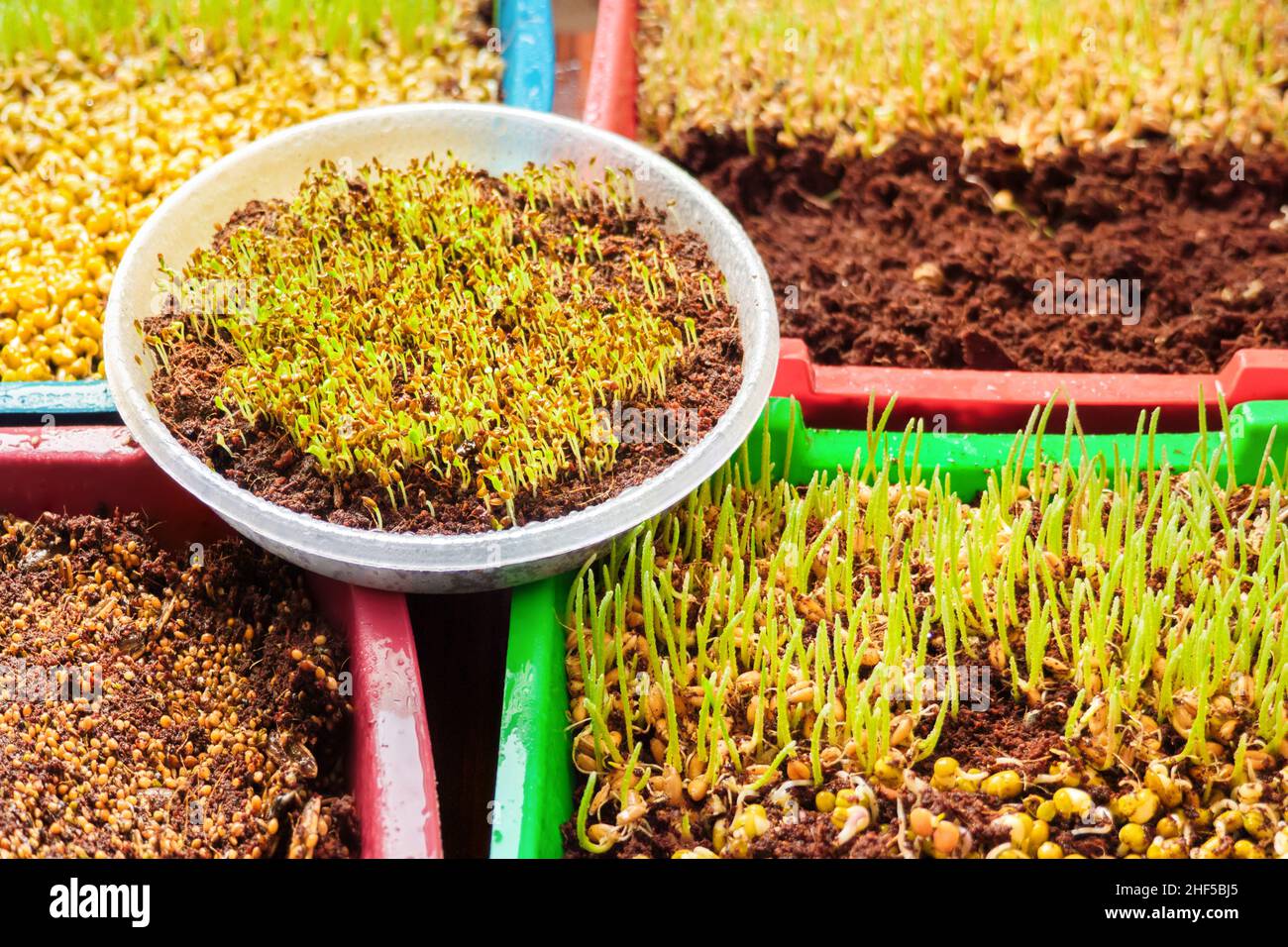 Containers with microgreens. Fresh micro green organic plant seedling ...