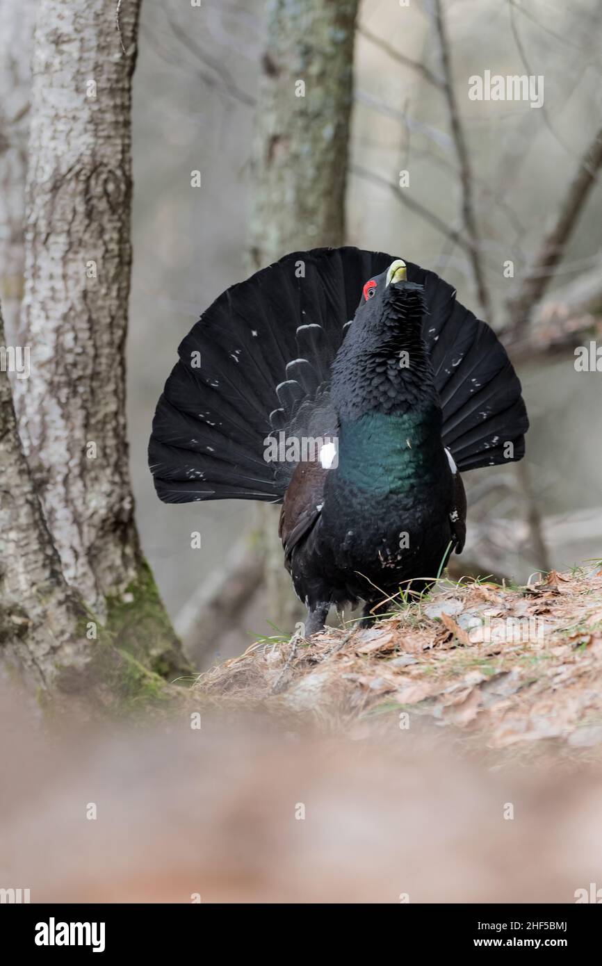 Capercaillie male in the forest, face to face with the largest bird of ...