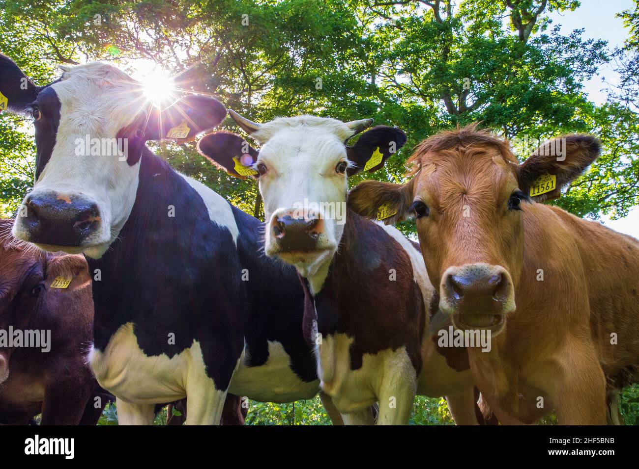 Jersey cows horns hi-res stock photography and images - Alamy