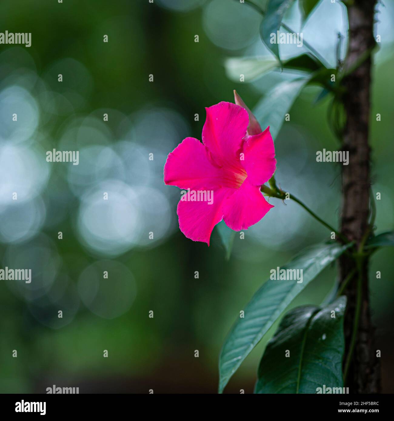 Spring summer autumn flowers hi-res stock photography and images - Alamy