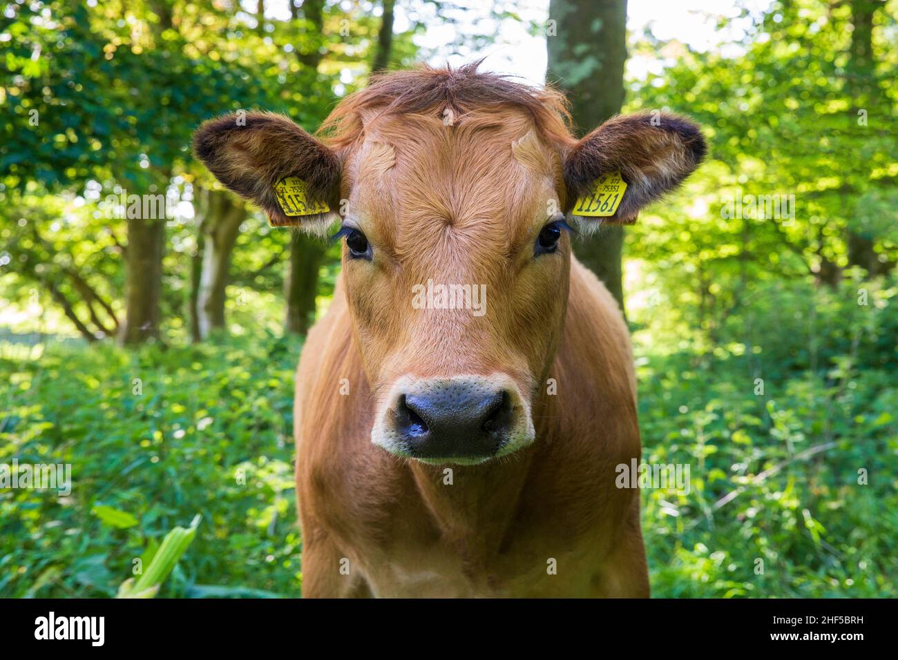Jersey cow horn hi-res stock photography and images - Alamy